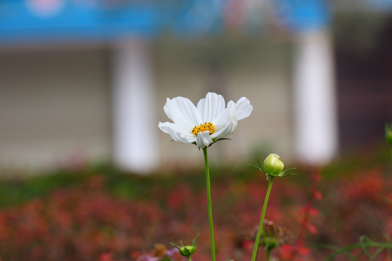 [贴图]行摄仁寿 记录百姓生活-眉山论坛-麻辣社区