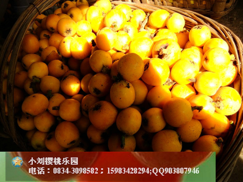 2011五一节旅游 德昌县 角半村 樱桃节 农家乐 小刘樱桃园-德昌论坛-麻辣社区